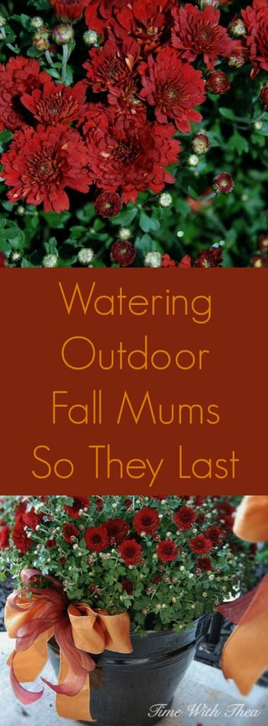 MOM Tip: Watering Outdoor Fall Mums So They Last - 24/7 Moms