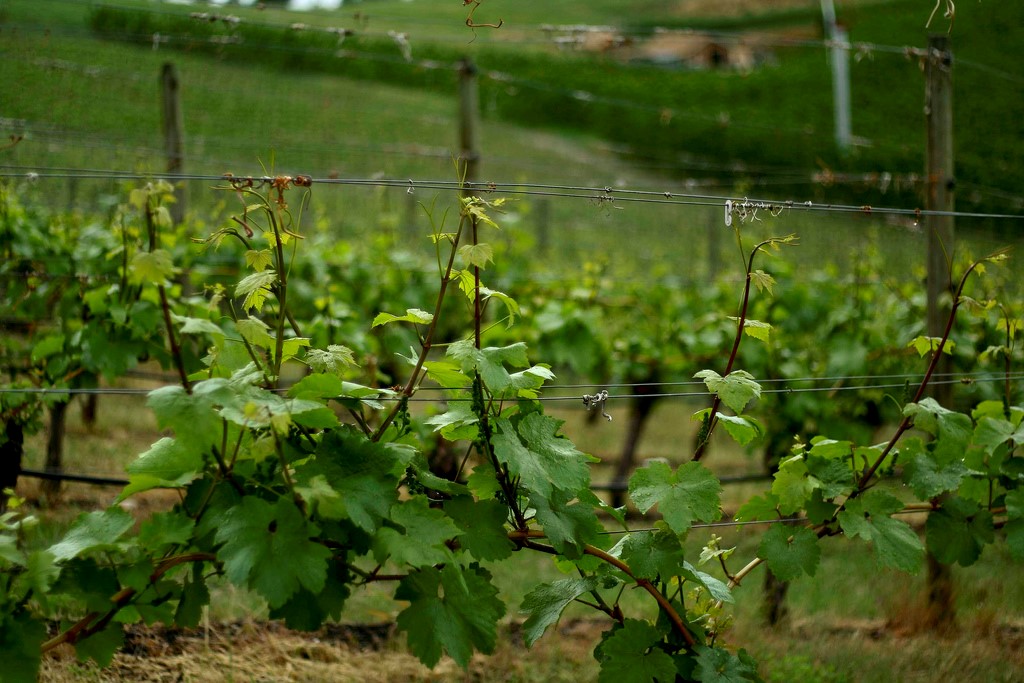 How To Make The Most Of Your Small Garden - 24/7 Moms